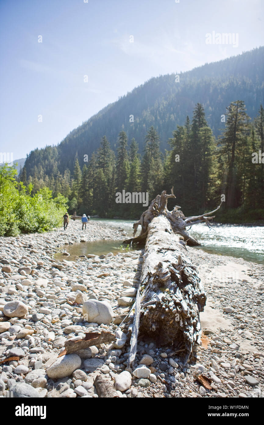 Large fallen tree next to river Stock Photo - Alamy