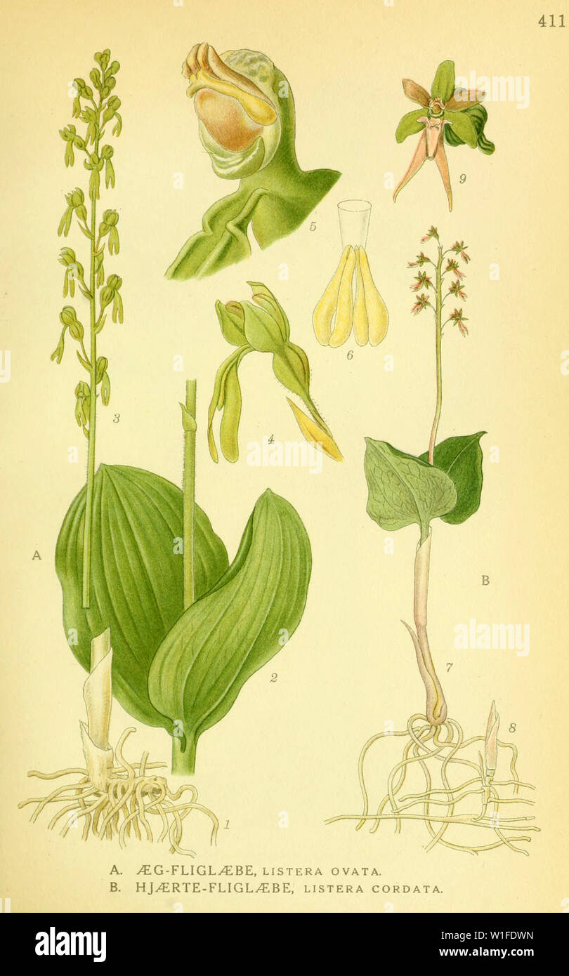 Beautiful vintage hand drawn illustrations of plants and flowers from ...