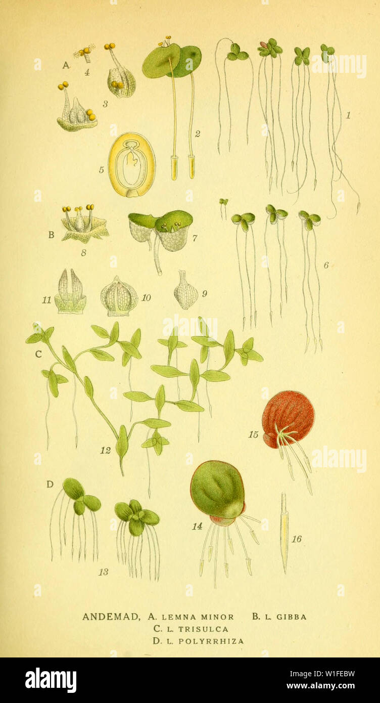 Beautiful vintage hand drawn illustrations of plants and flowers from ...