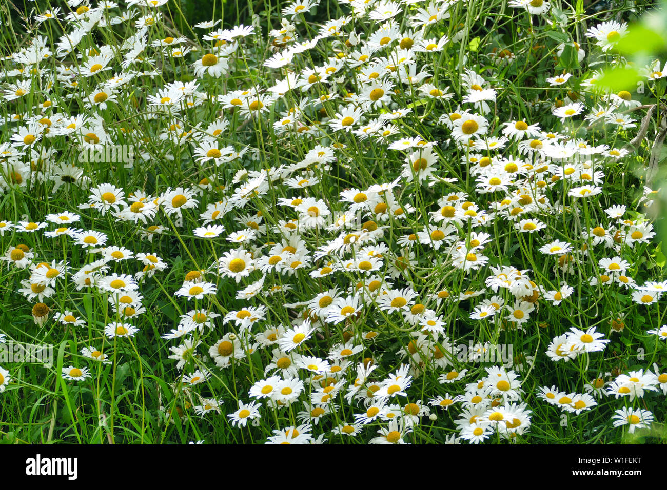 Ox eye daisies bee hi-res stock photography and images - Alamy