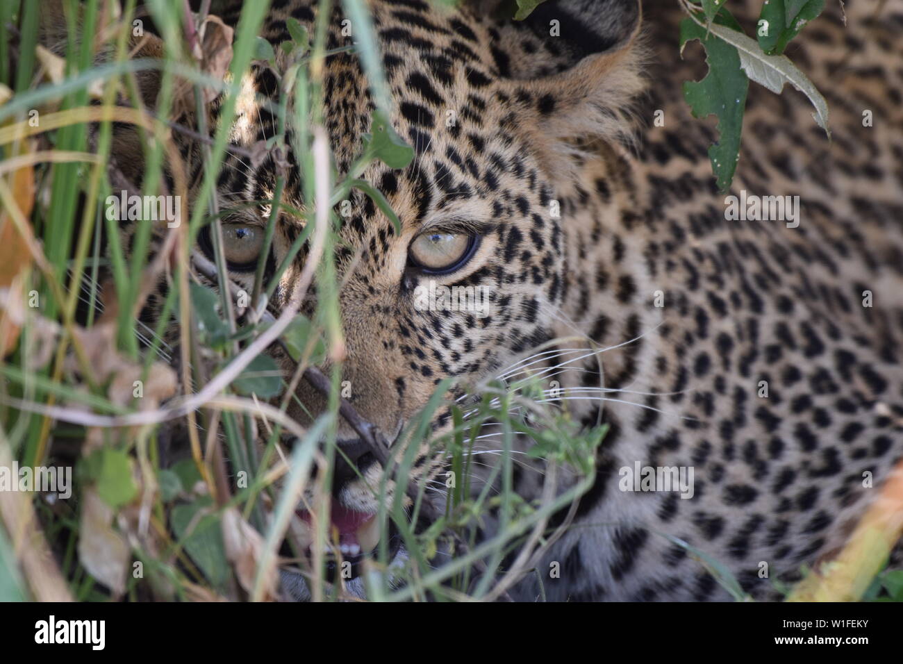 Leopard watching hi-res stock photography and images - Alamy