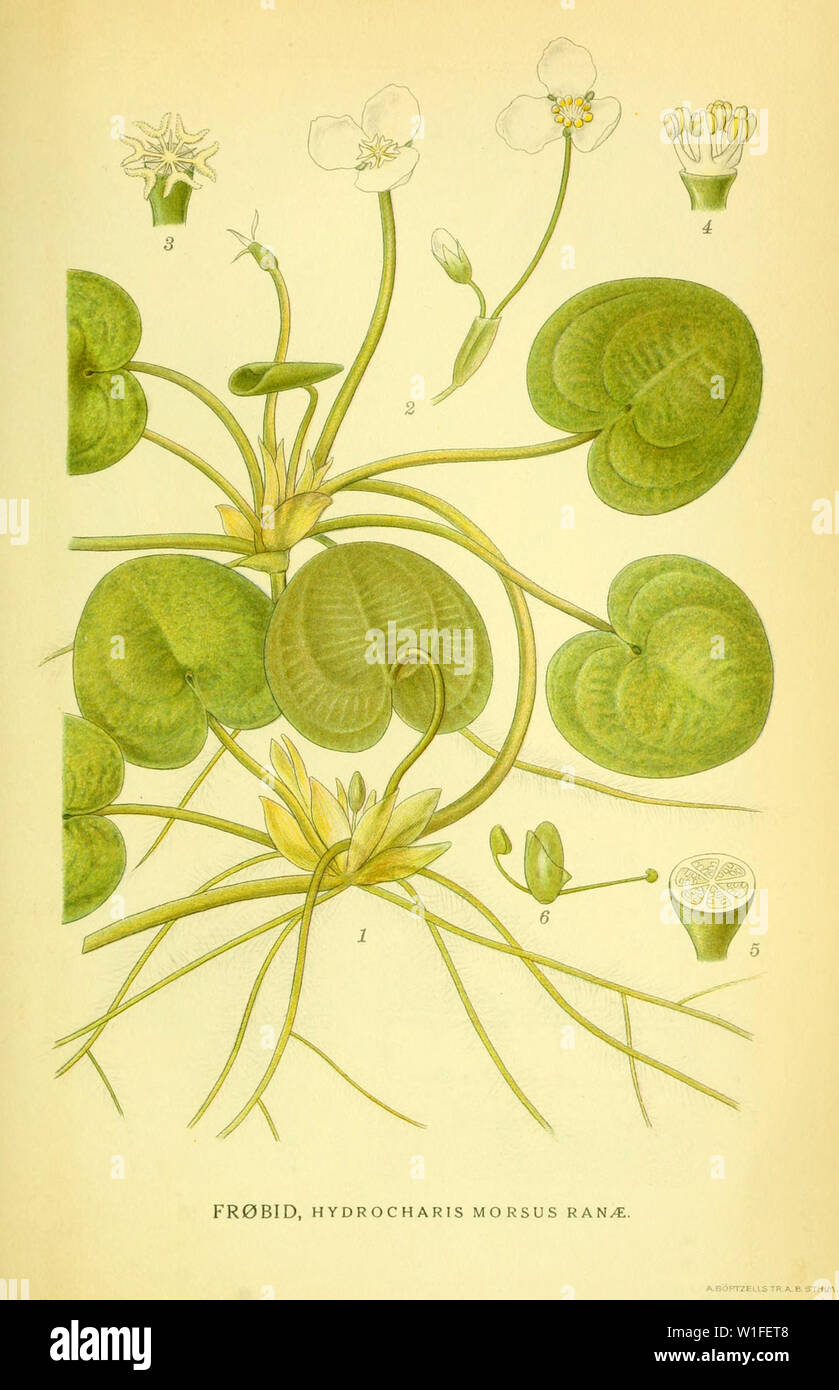 Beautiful vintage hand drawn illustrations of plants and flowers from ...