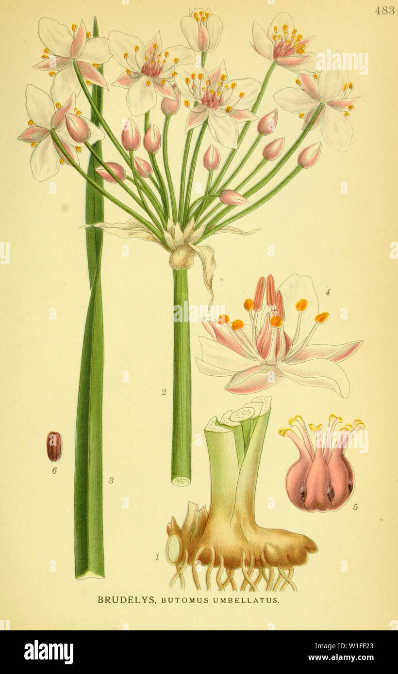 Beautiful vintage hand drawn illustrations of plants and flowers from ...