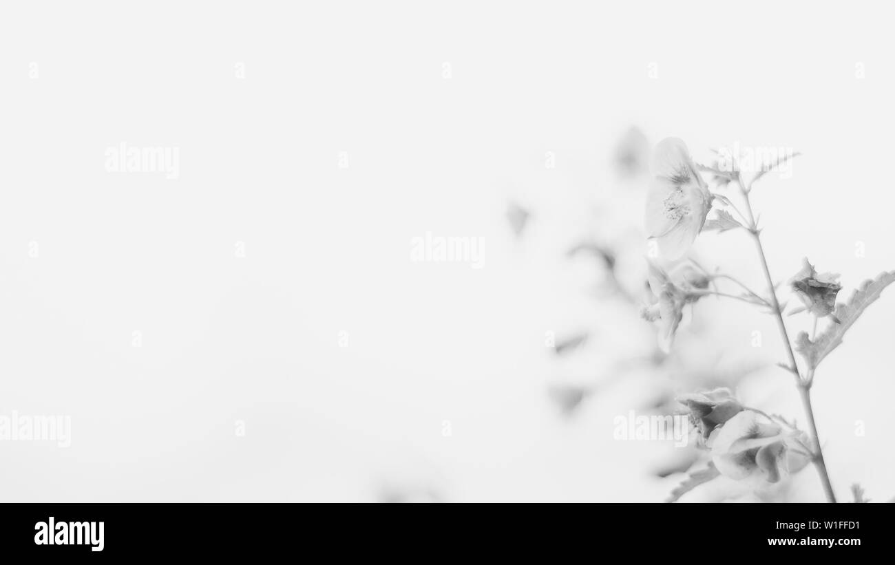 Nature desktop hi-res stock photography and images - Alamy