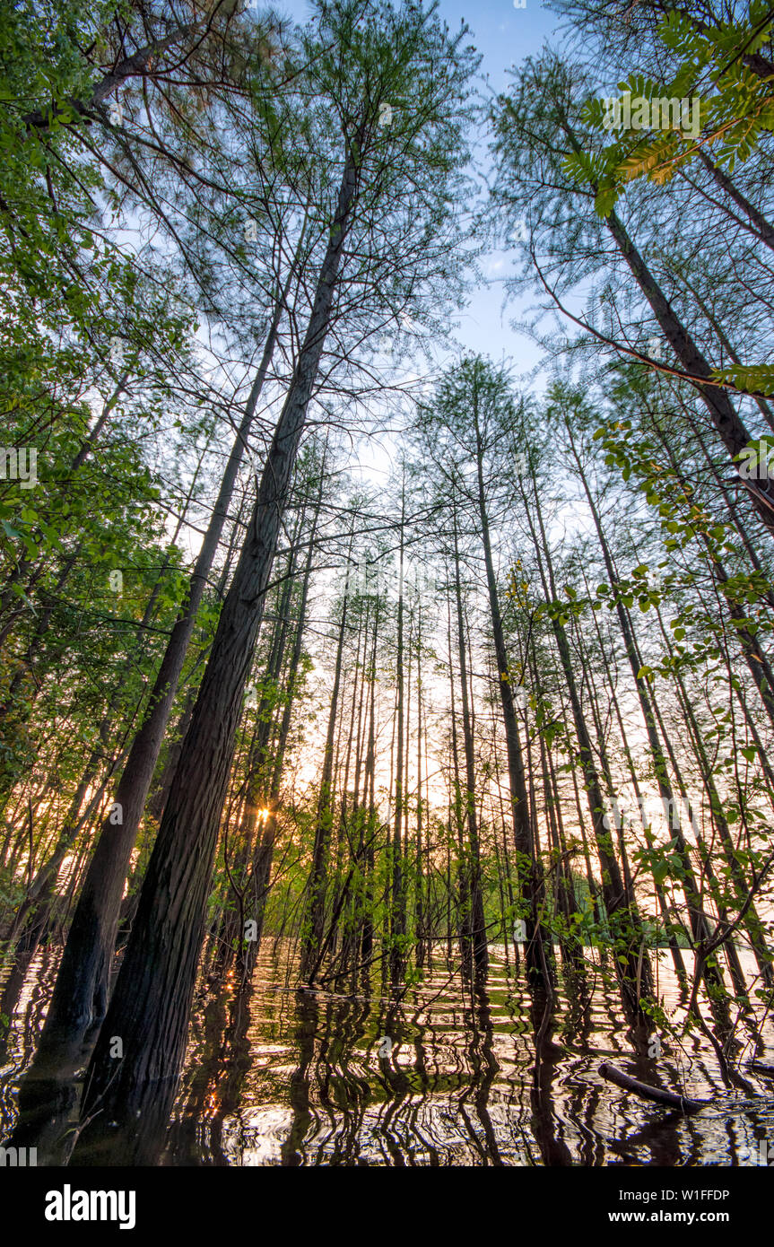 Wood flora hi-res stock photography and images - Alamy