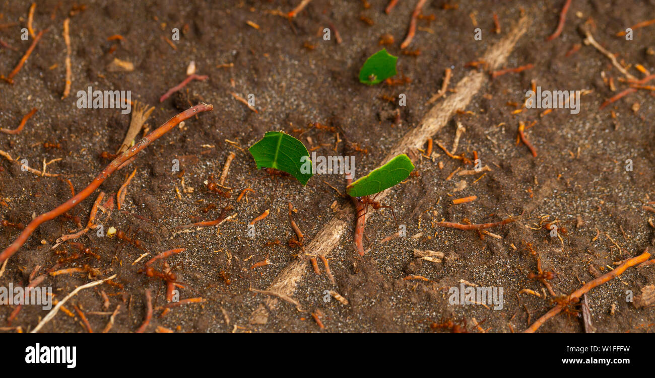 LEAFCUTTER ANT - HORMIGAS CORTADORAS DE HOJAS (Atta cephalotes ...