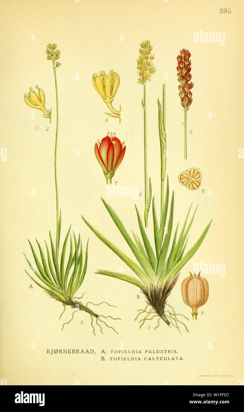 Beautiful vintage hand drawn illustrations of plants and flowers from ...