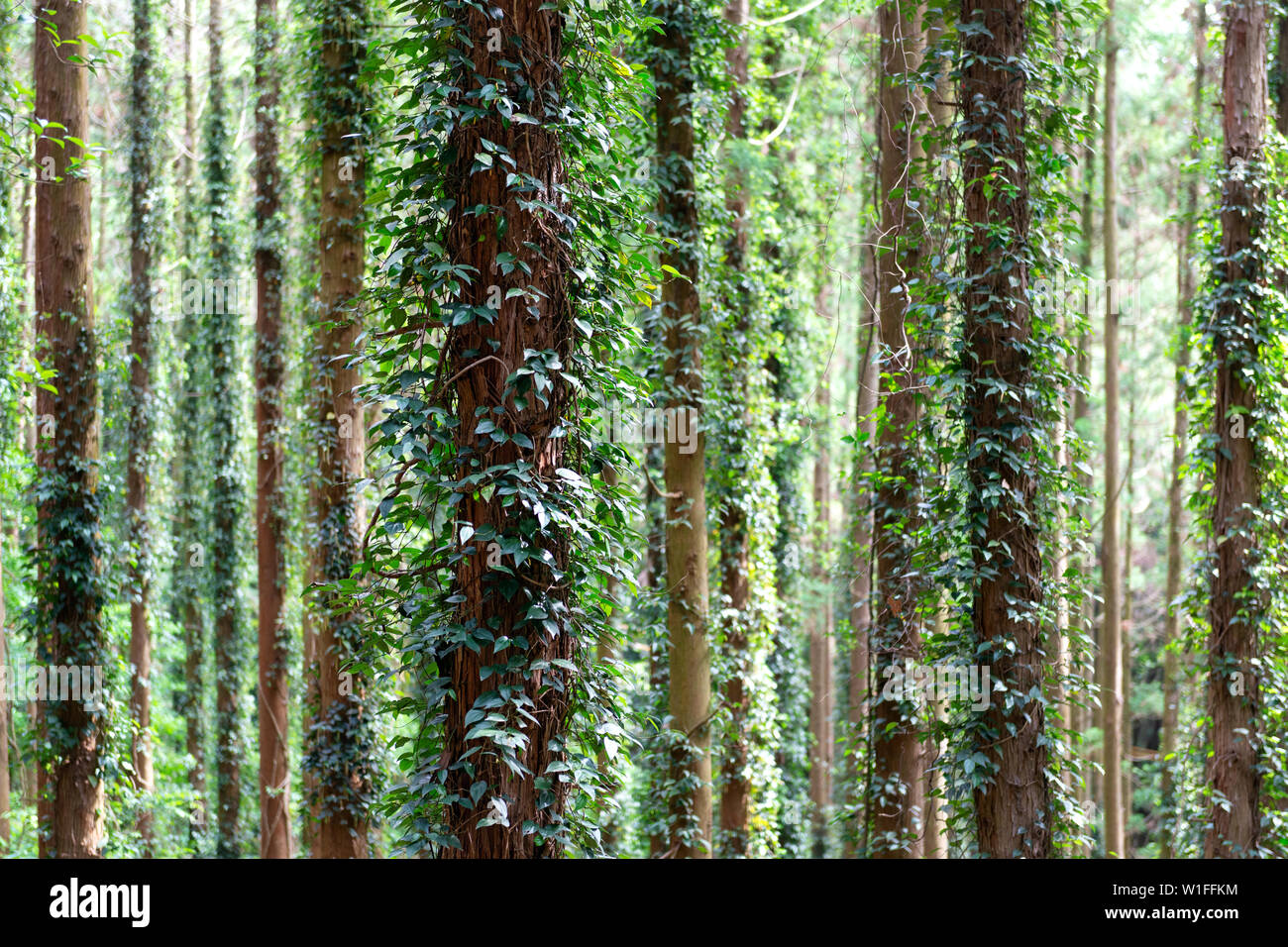 Ivy in a forest hi-res stock photography and images - Alamy
