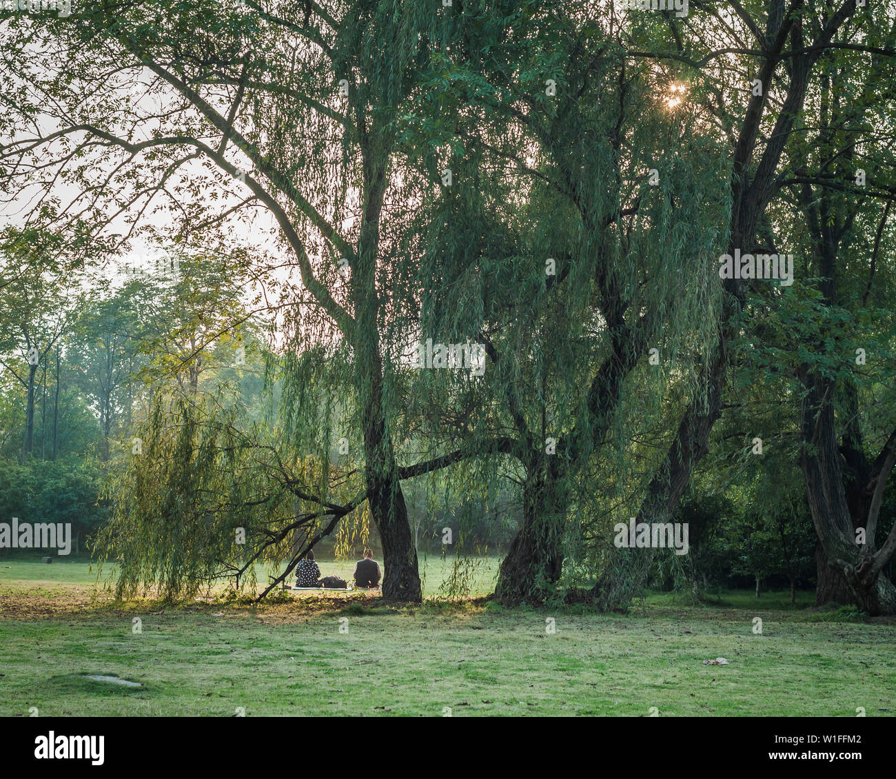 nature environment leaf landscape branch Stock Photo - Alamy