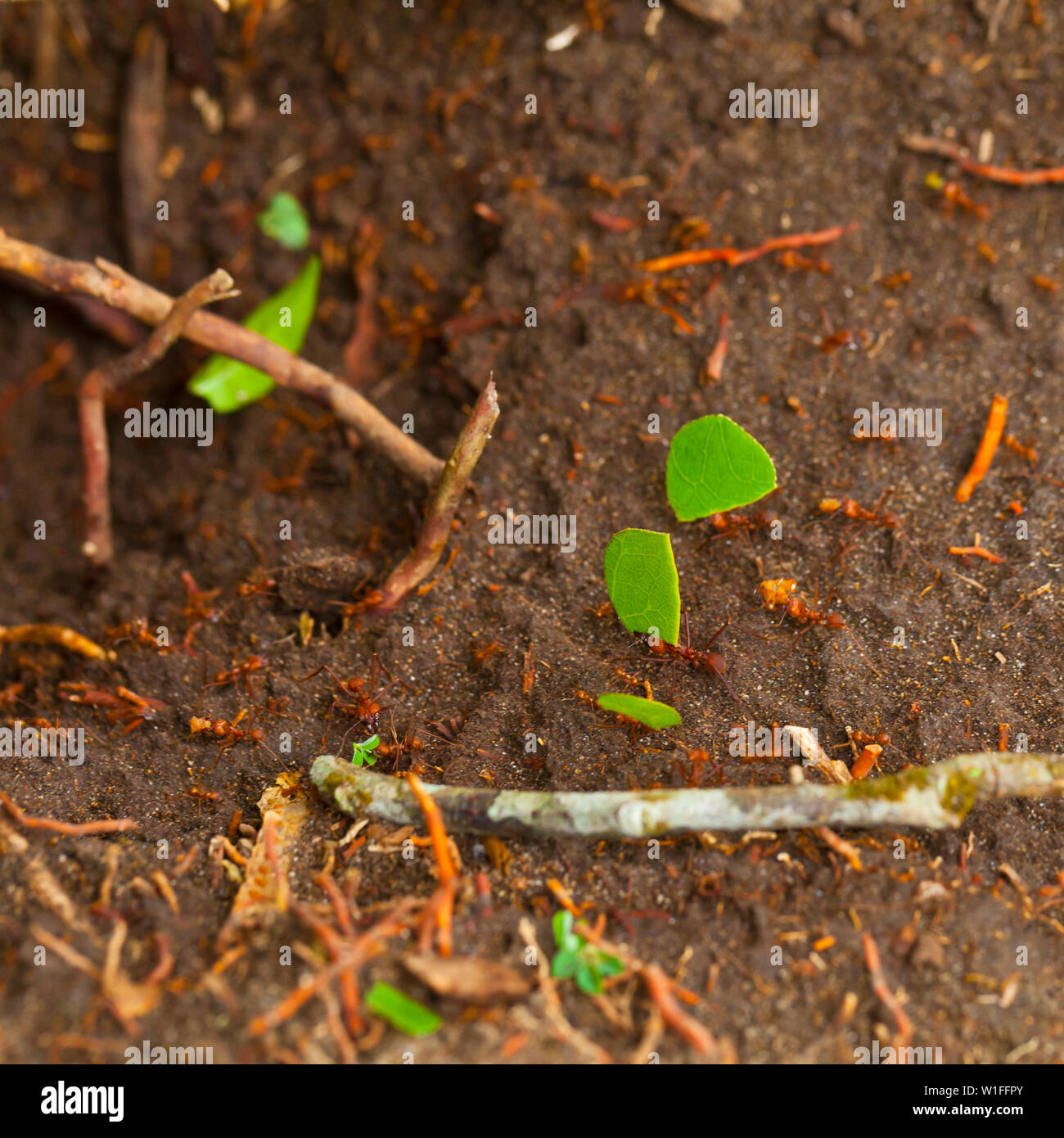 LEAFCUTTER ANT - HORMIGAS CORTADORAS DE HOJAS (Atta cephalotes ...