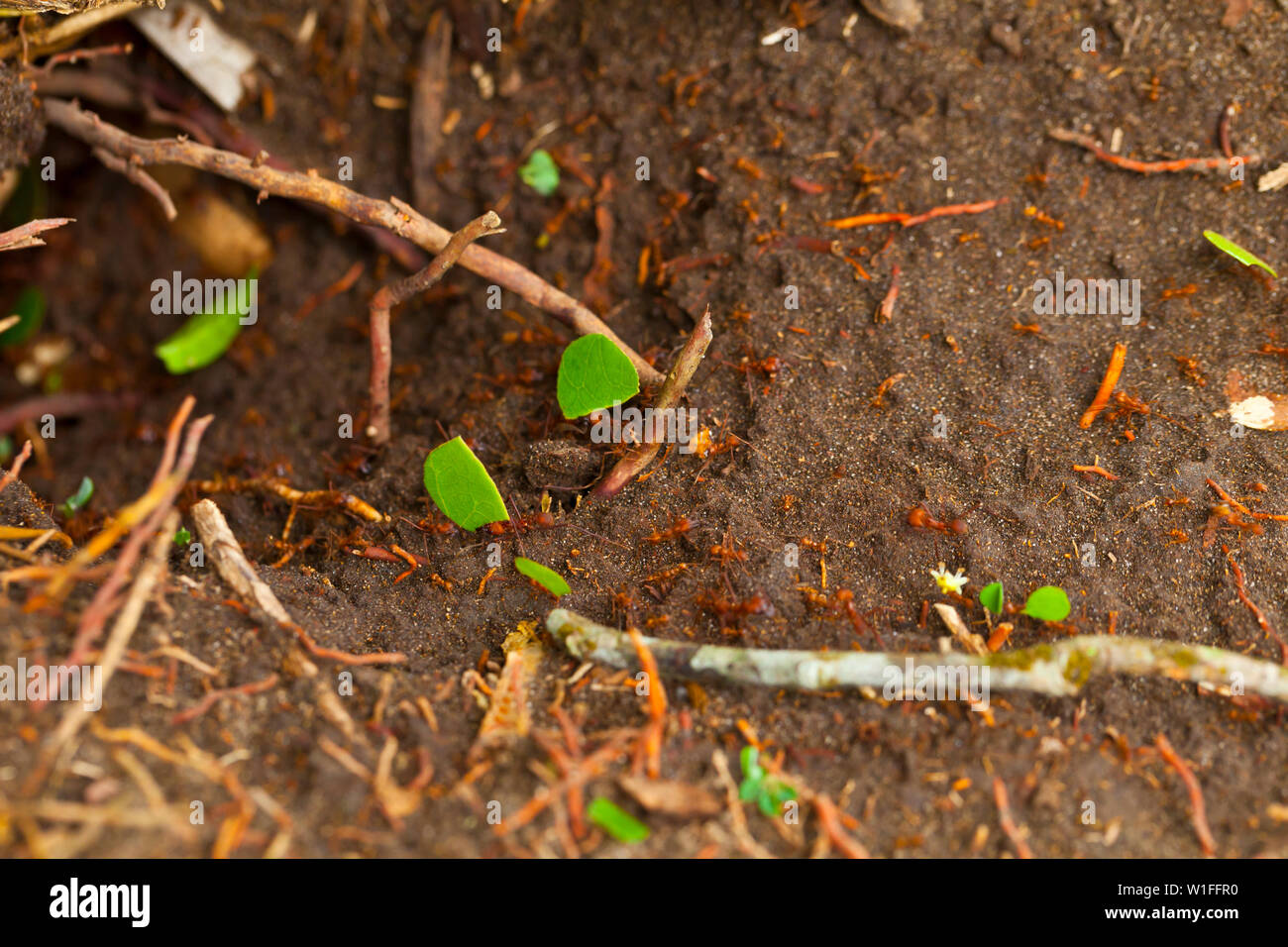 LEAFCUTTER ANT - HORMIGAS CORTADORAS DE HOJAS (Atta cephalotes ...