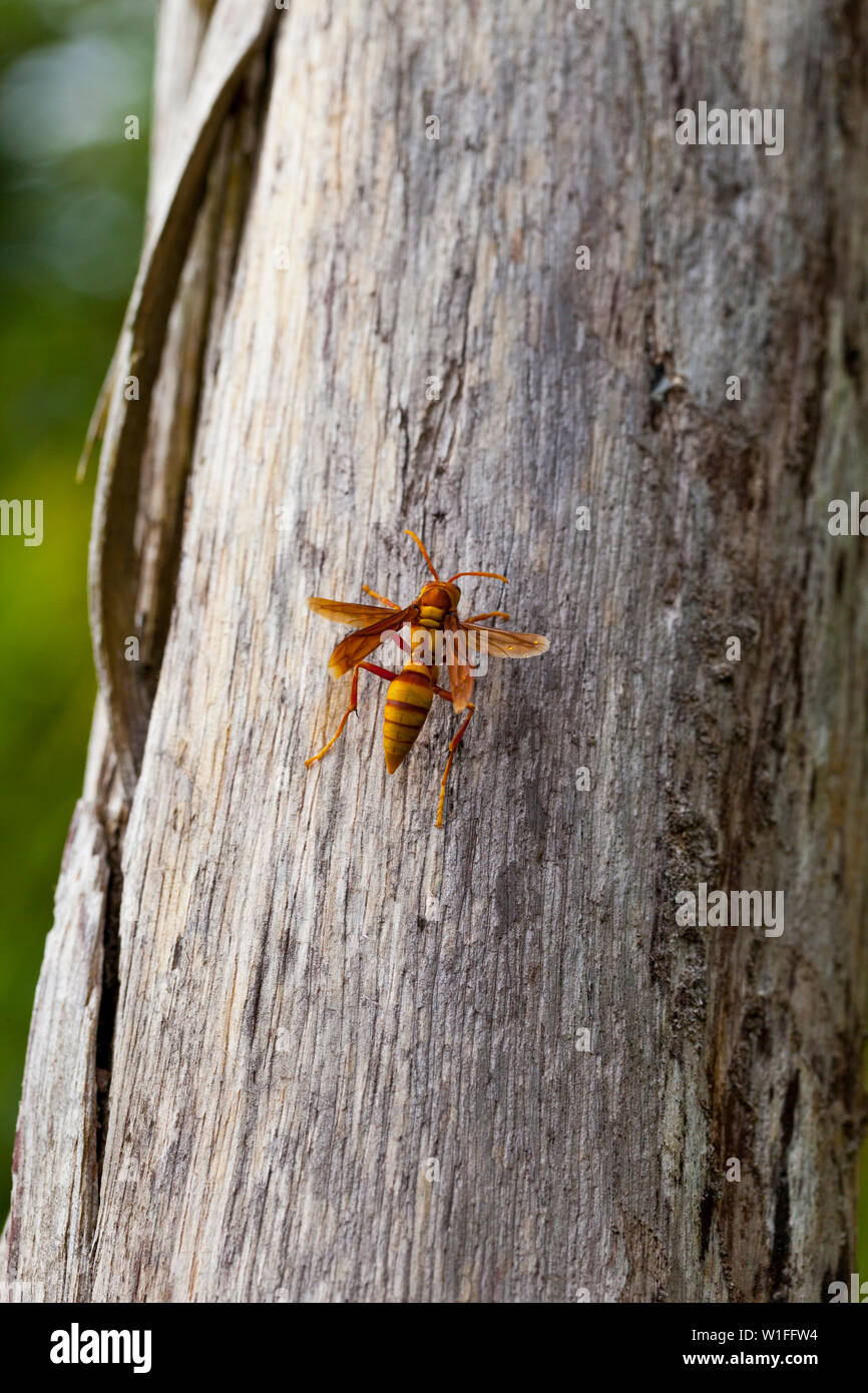 WASP - AVISPA, Tortuguero National Park, Costa Rica, Central America ...