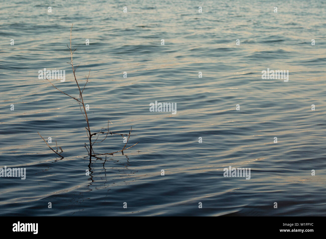 sea nature bird river H2O Stock Photo - Alamy