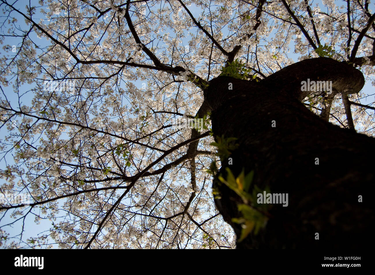 nature outdoors branch tree park Stock Photo - Alamy