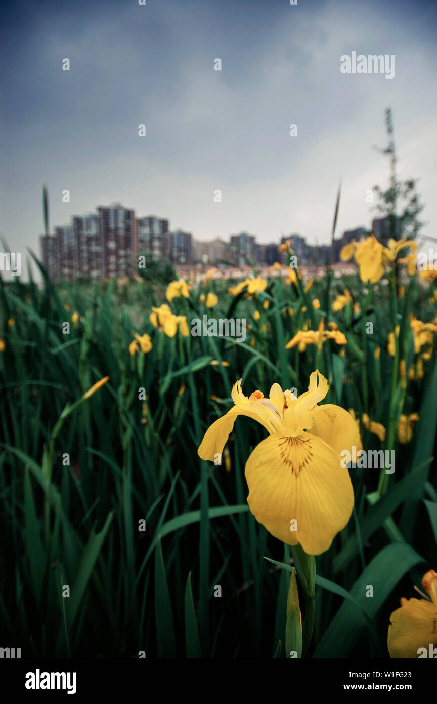 Flora field hi-res stock photography and images - Alamy