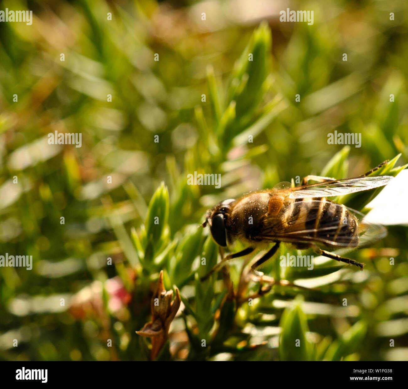 insect grass wild wildlife garden Stock Photo - Alamy