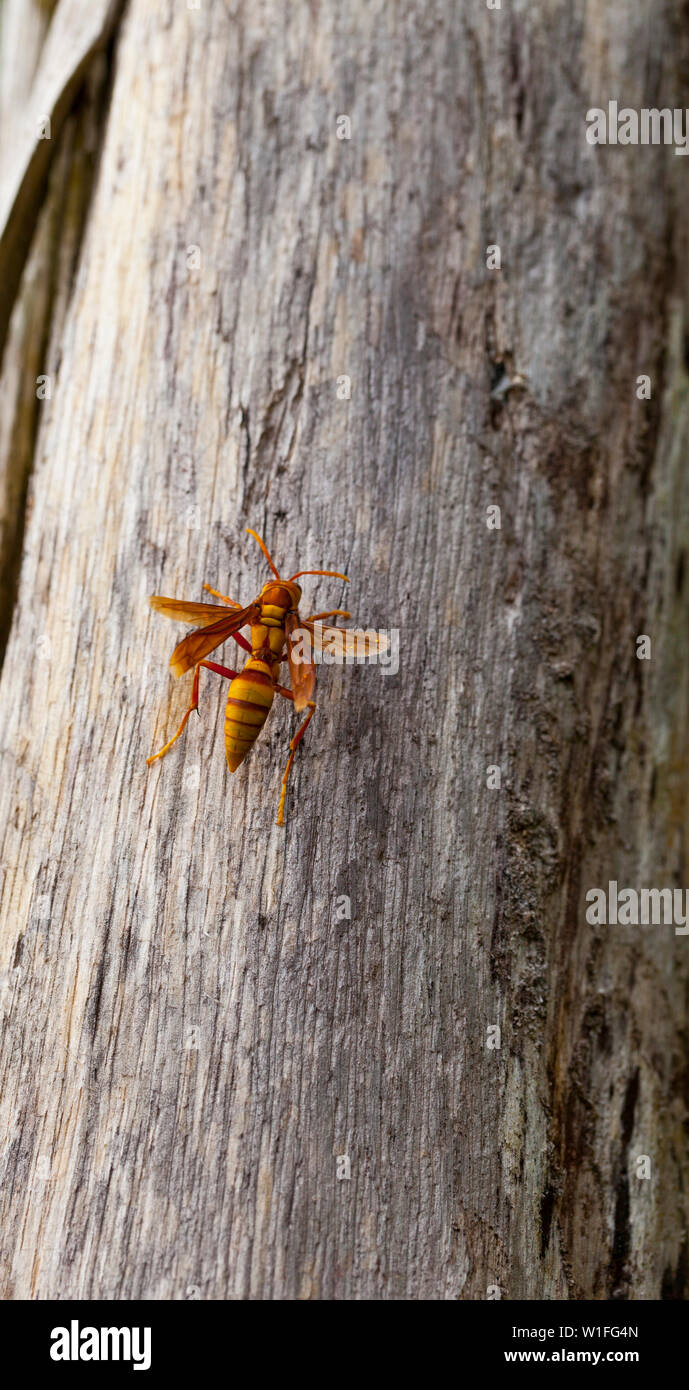 WASP - AVISPA, Tortuguero National Park, Costa Rica, Central America ...