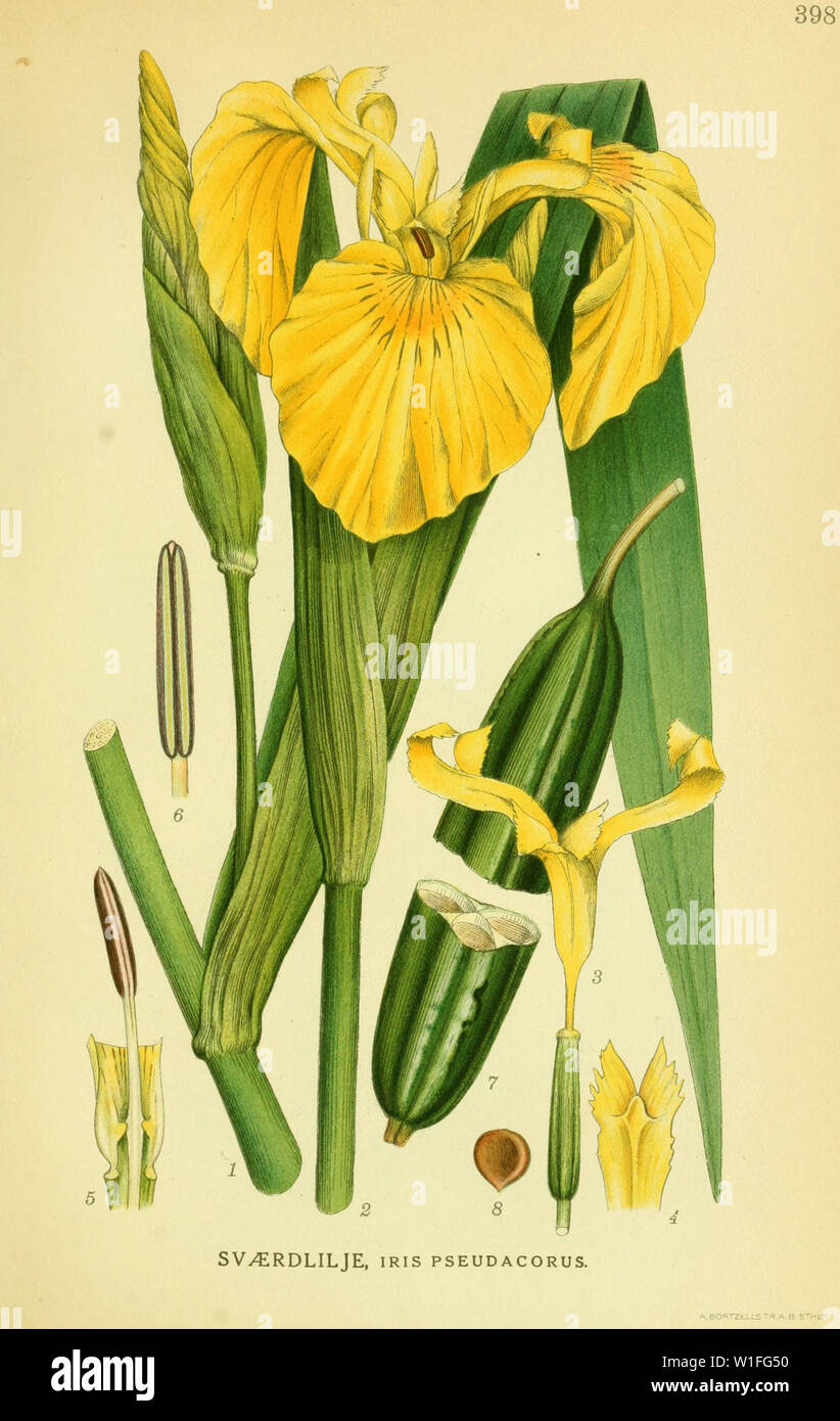 Beautiful vintage hand drawn illustrations of plants and flowers from ...