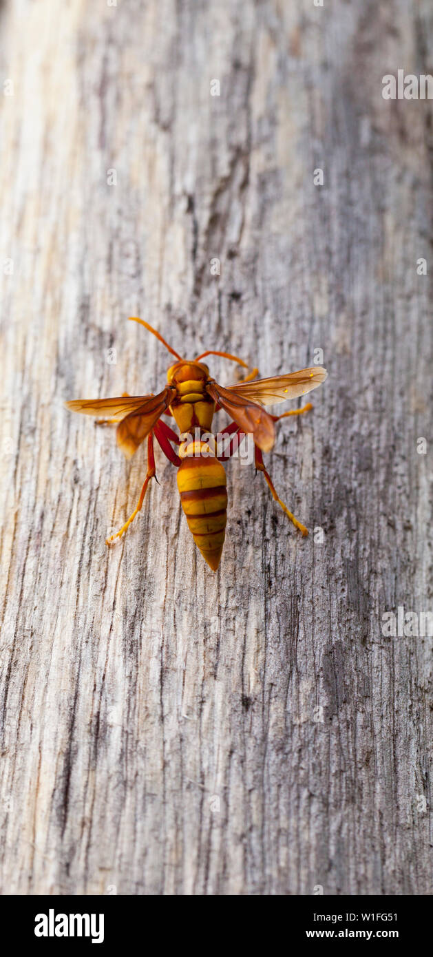 WASP - AVISPA, Tortuguero National Park, Costa Rica, Central America ...