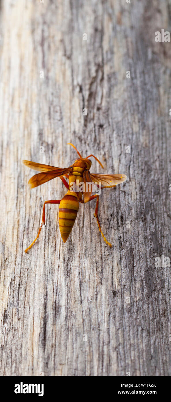 Fauna de tortuguero hi-res stock photography and images - Alamy
