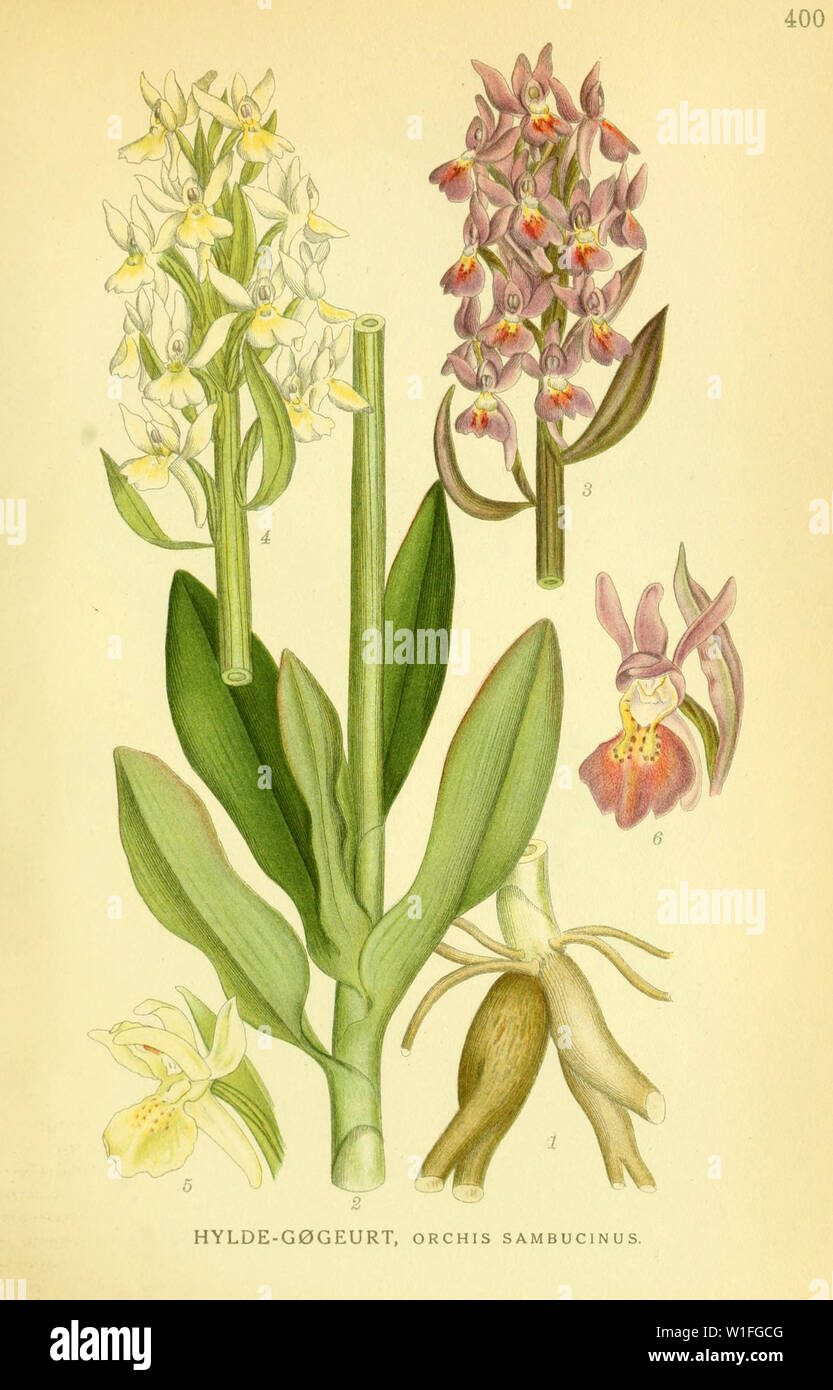 Beautiful vintage hand drawn illustrations of plants and flowers from ...