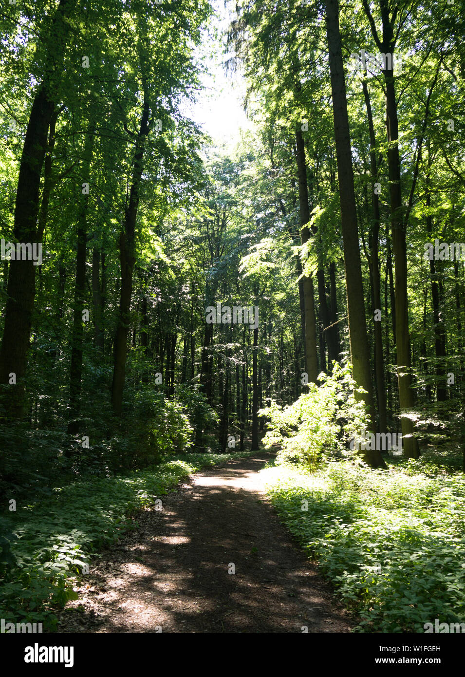 Forestry walk hi-res stock photography and images - Alamy