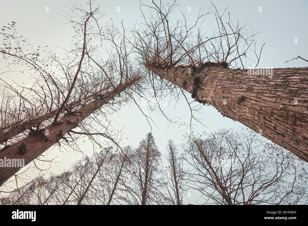 tree sky weather nature landscape Stock Photo - Alamy