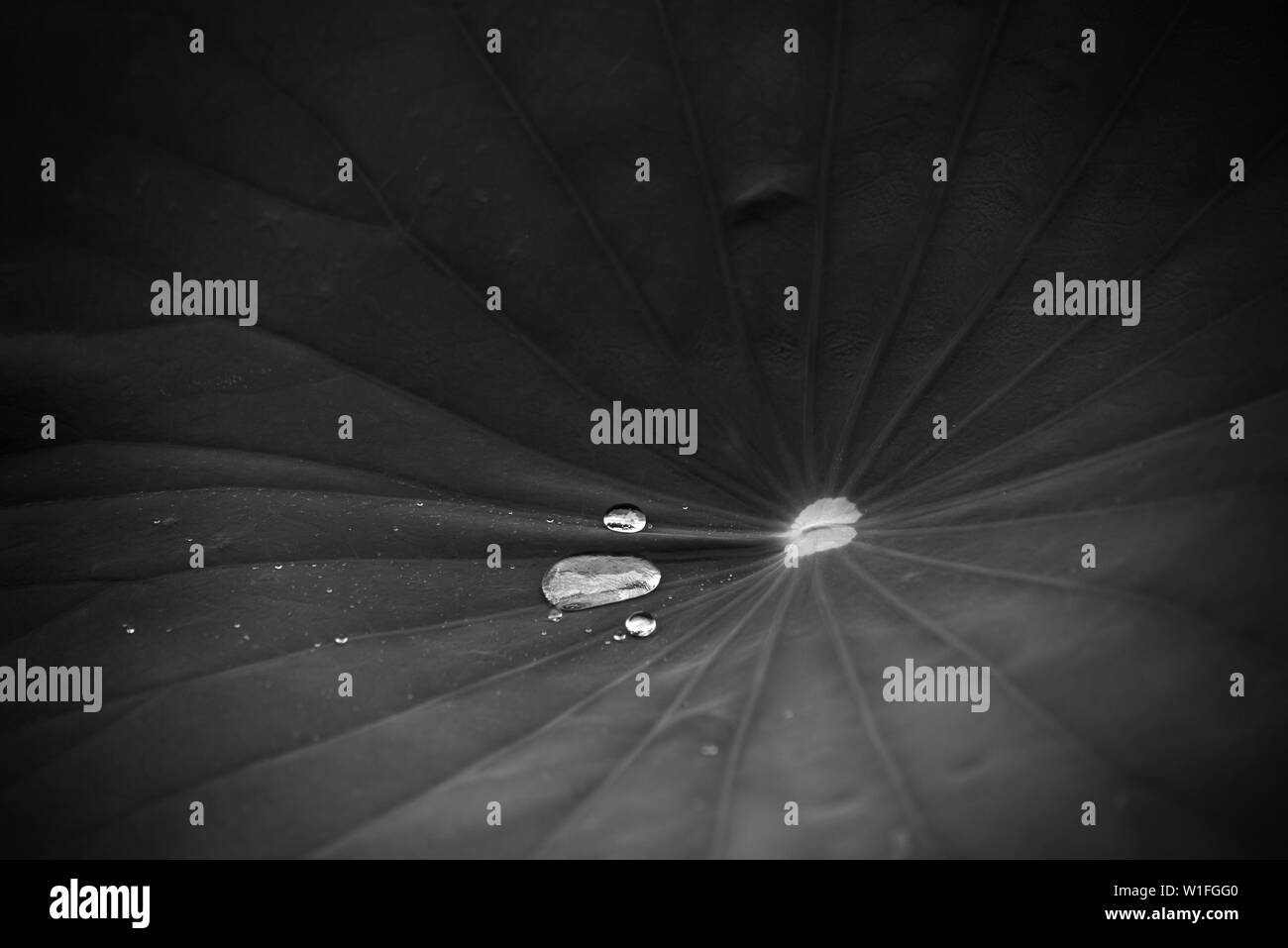 Insubstantial hi-res stock photography and images - Alamy