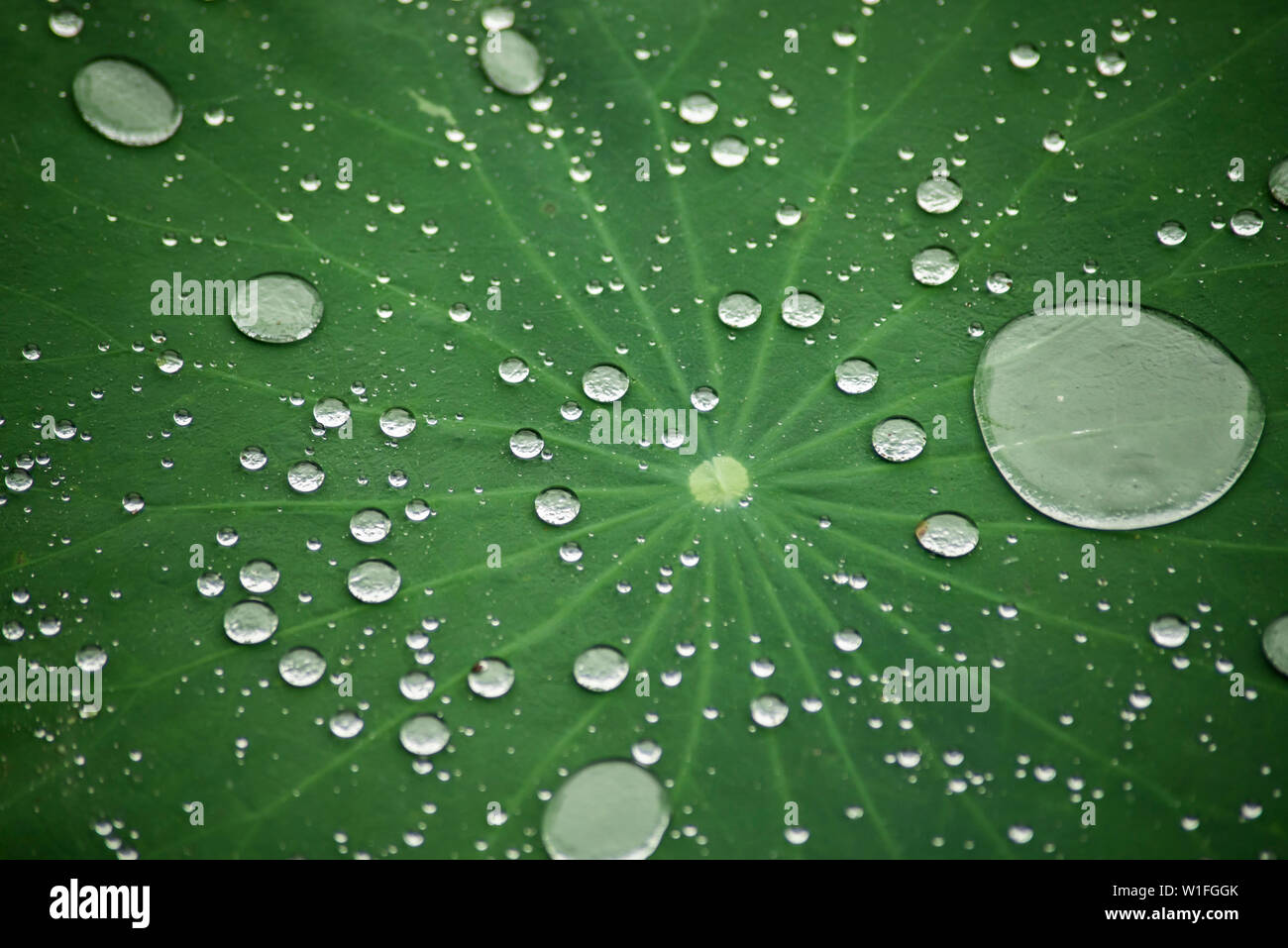 The pure drop hi-res stock photography and images - Alamy