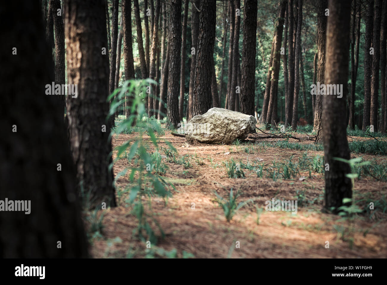 Light conifer hi-res stock photography and images - Alamy
