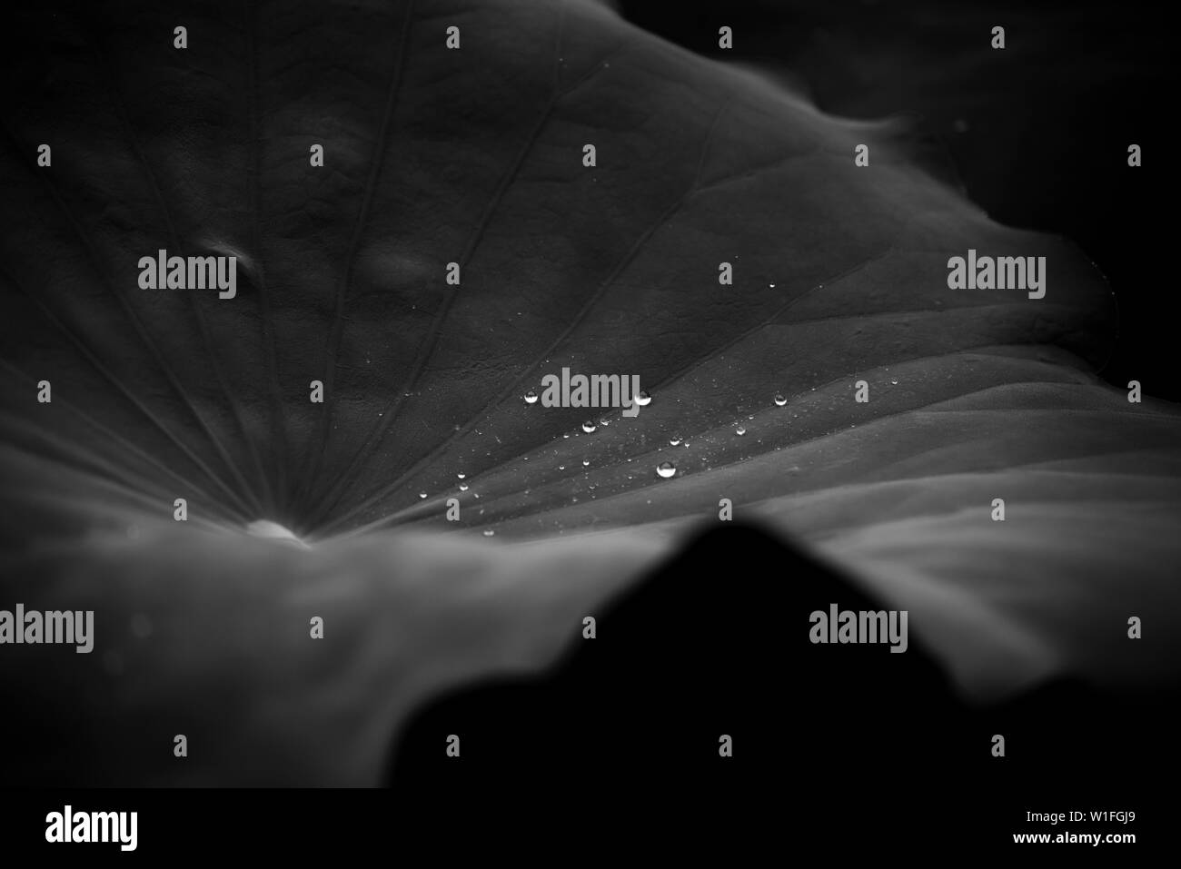 Insubstantial High Resolution Stock Photography and Images - Alamy