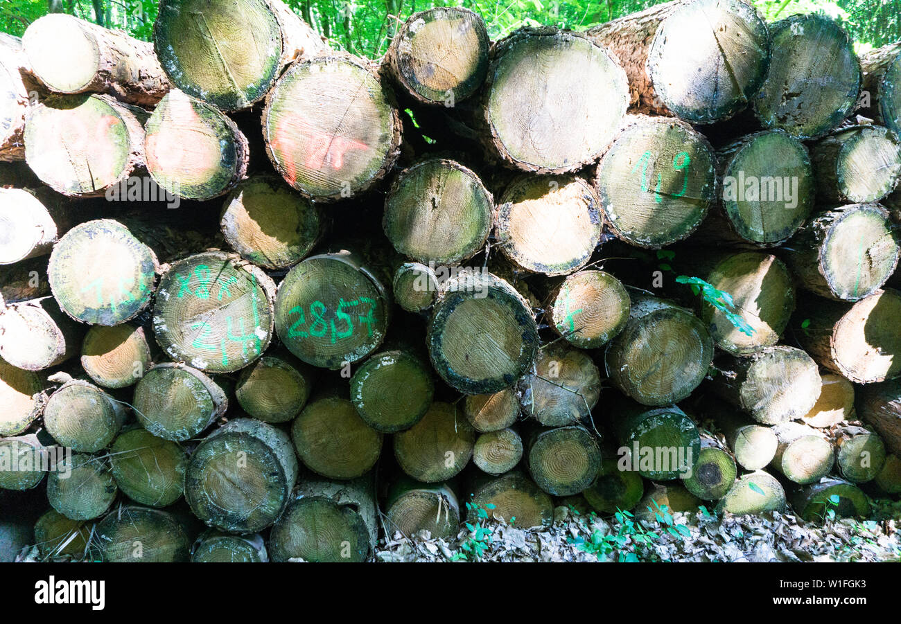 raw timber in the forest Stock Photo - Alamy