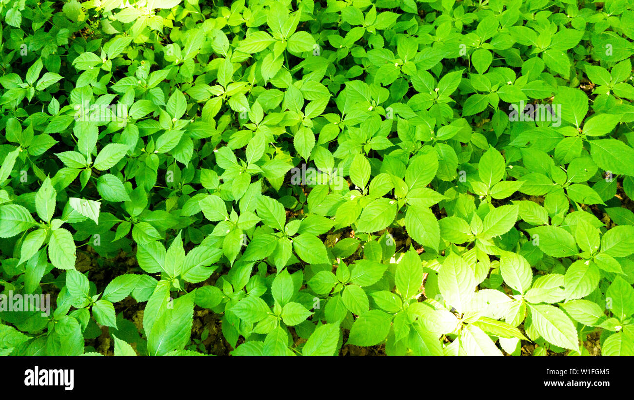 plants on the forest ground Stock Photo - Alamy