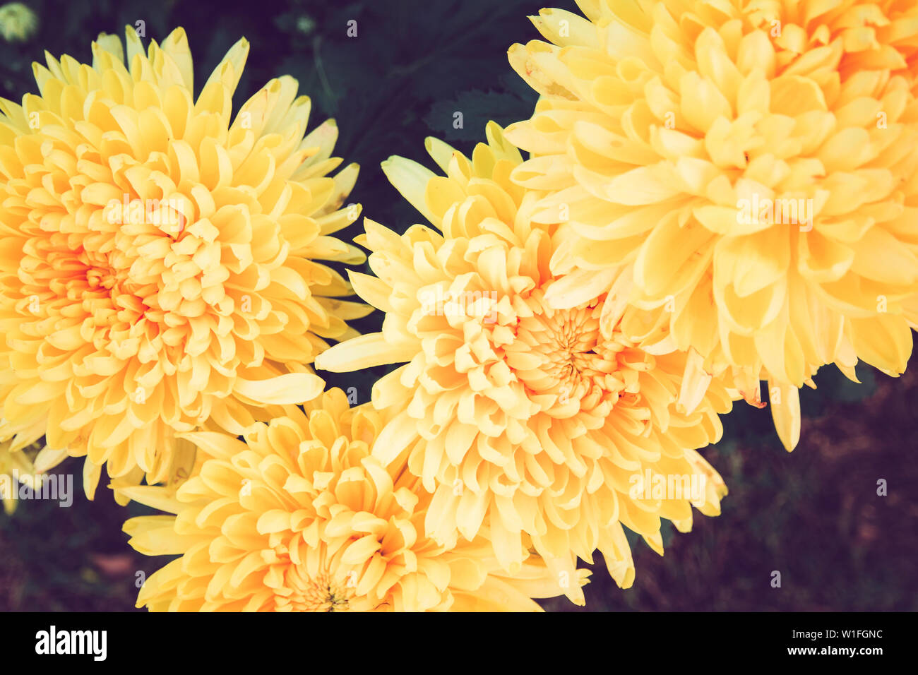 Flora nature hi-res stock photography and images - Alamy