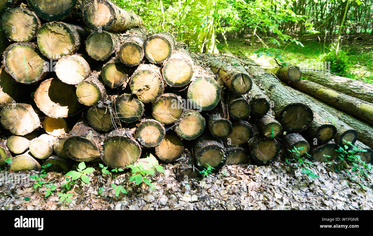 Timber reforestation hi-res stock photography and images - Alamy