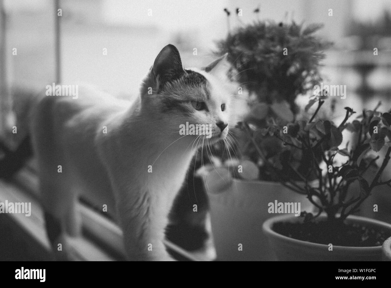 Monochrome cat hi-res stock photography and images - Alamy