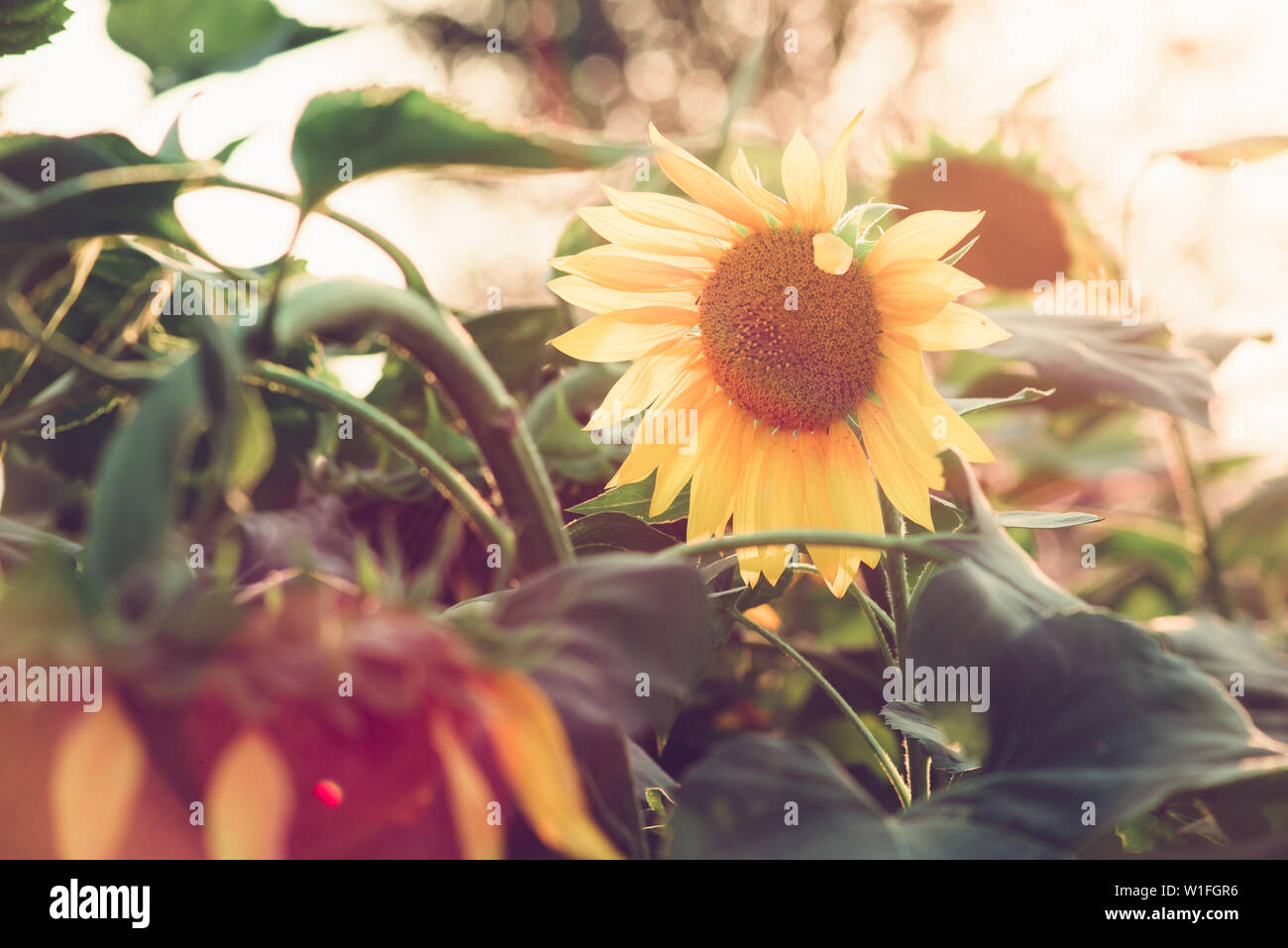 garden summer nature flower color Stock Photo - Alamy