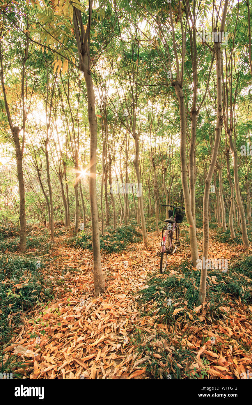 Flora wood hi-res stock photography and images - Alamy