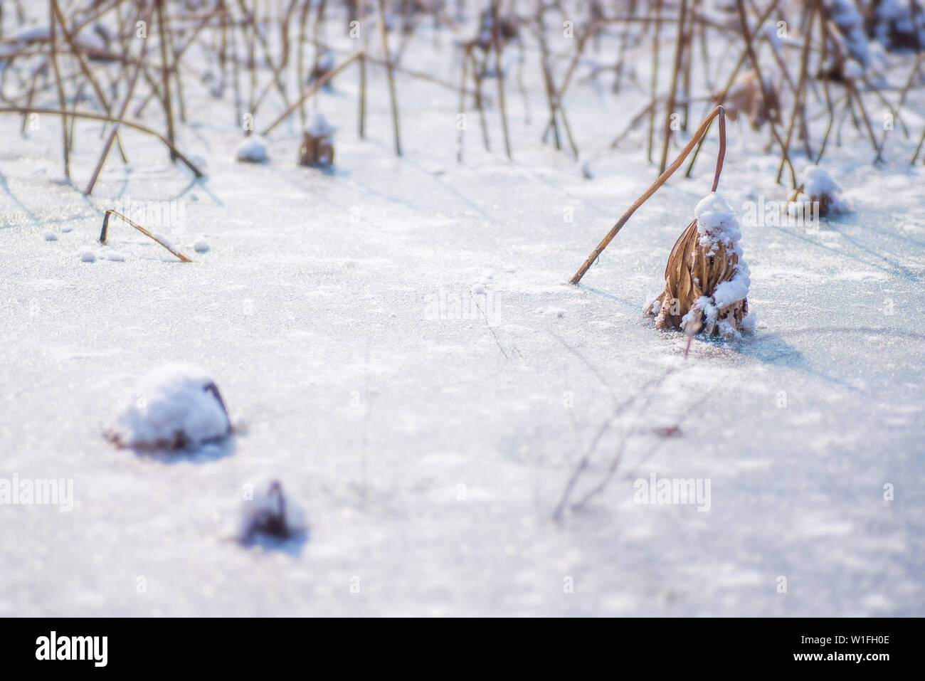 Icee hi-res stock photography and images - Alamy