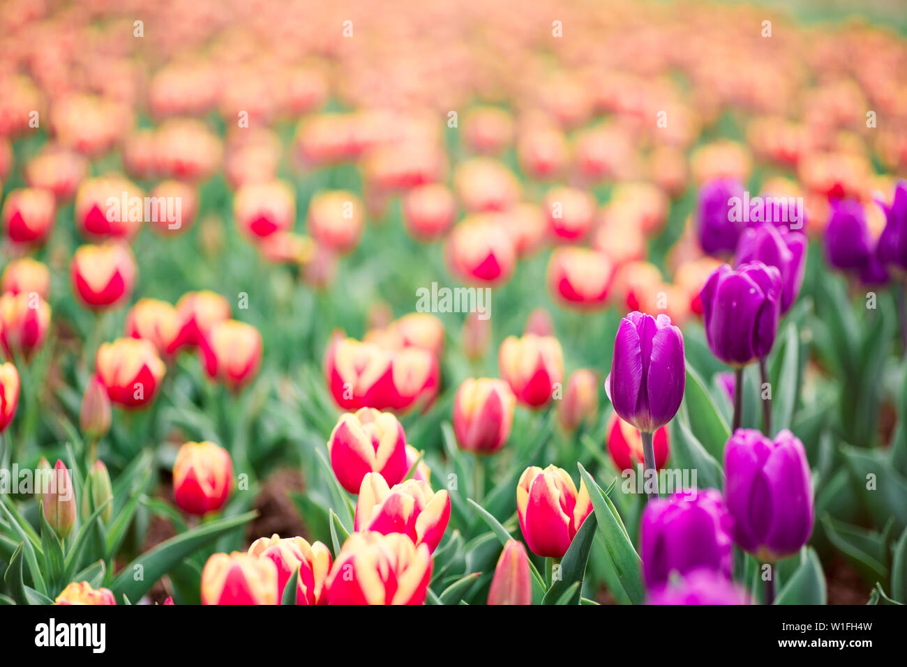 The field and color hi-res stock photography and images - Alamy