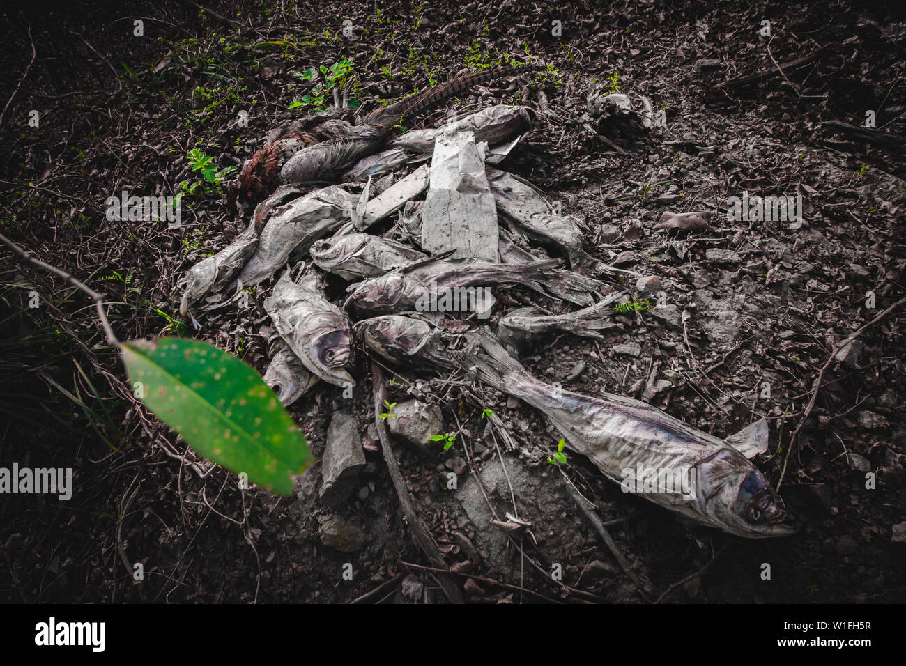 Pollution of the nature hi-res stock photography and images - Alamy