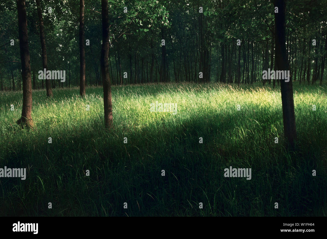 Wood for the environment hi-res stock photography and images - Alamy