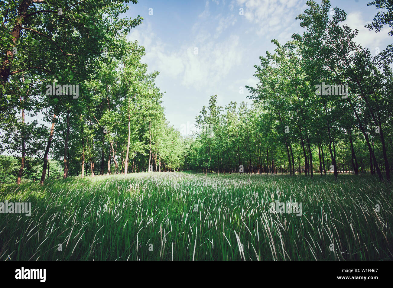 Environment flora hi-res stock photography and images - Alamy