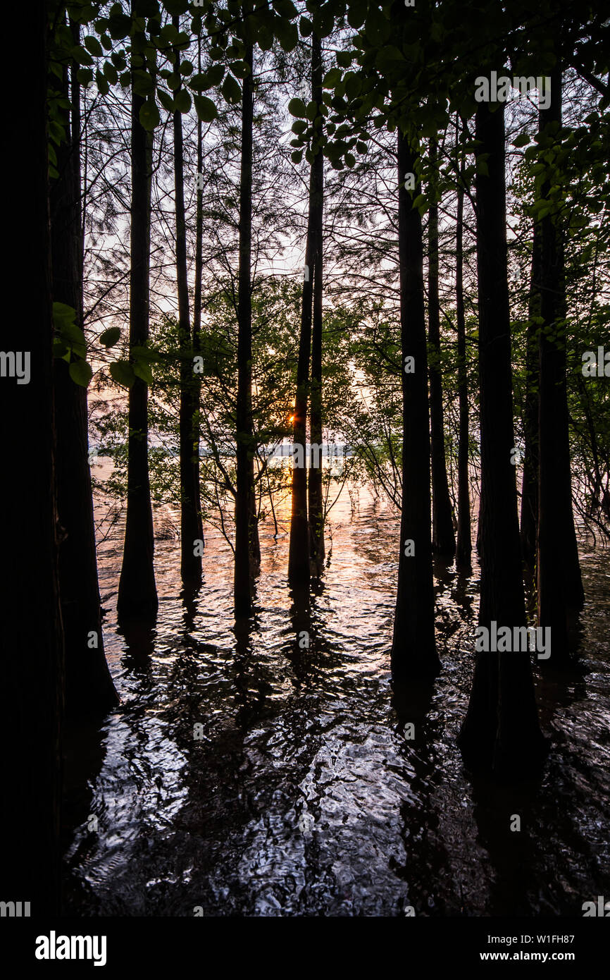Mist wood hi-res stock photography and images - Alamy