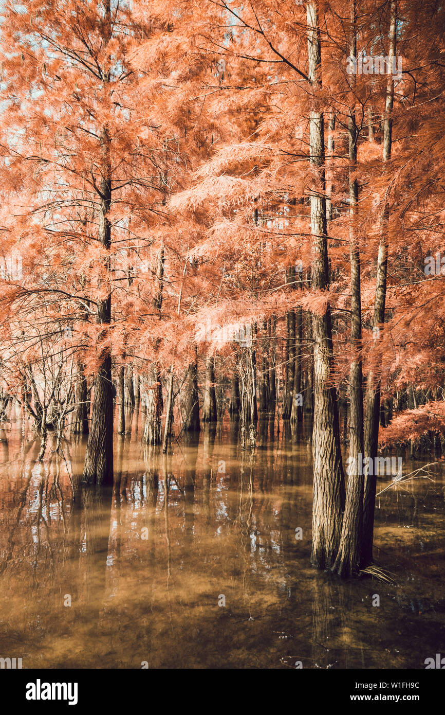 tree dawn nature fall wood Stock Photo - Alamy