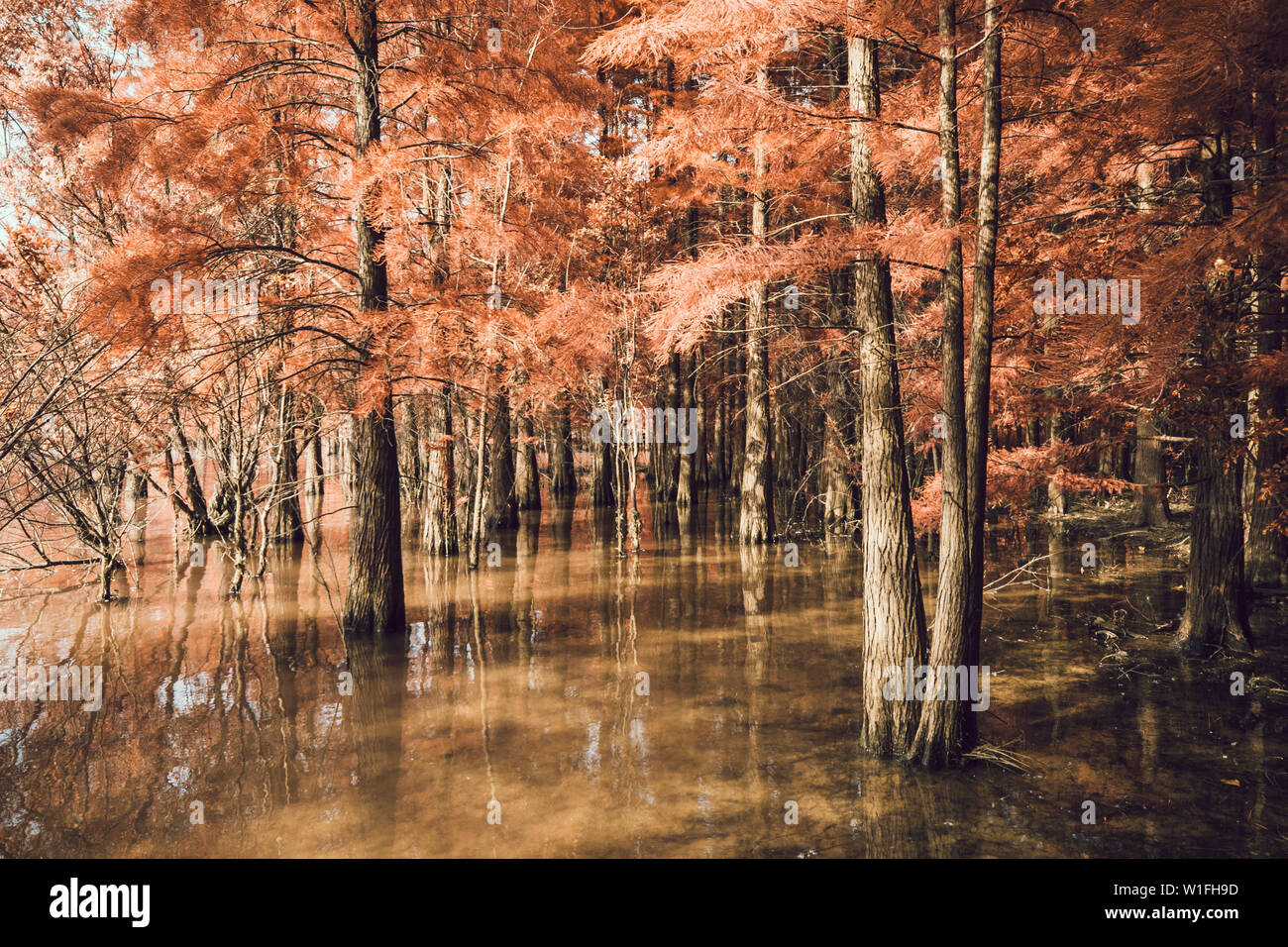 wood tree park nature landscape Stock Photo - Alamy