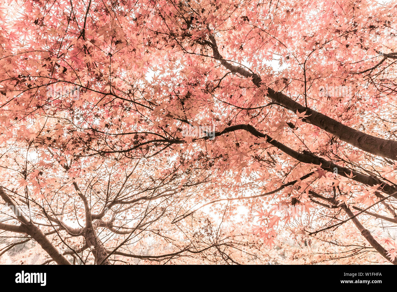 tree flora season color cherry Stock Photo - Alamy