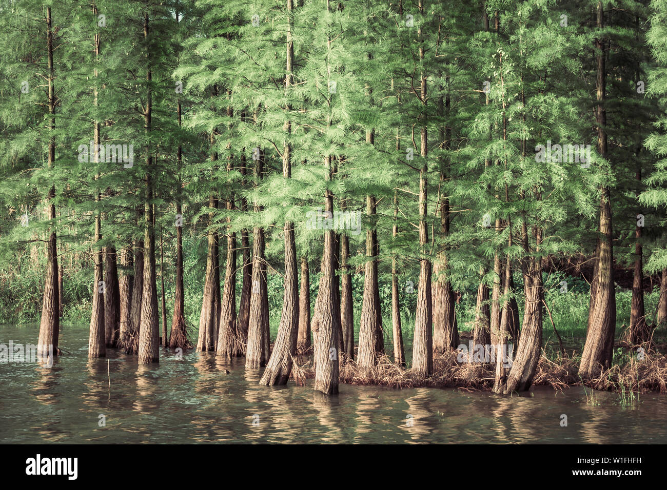 water park nature tree landscape Stock Photo - Alamy