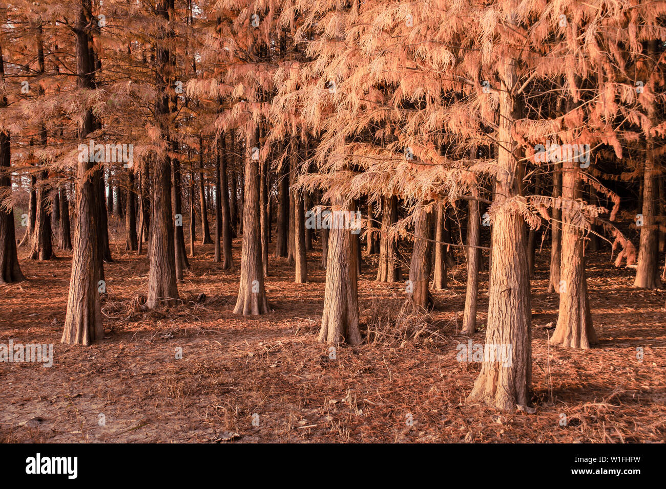 Nature wood tree hi-res stock photography and images - Alamy