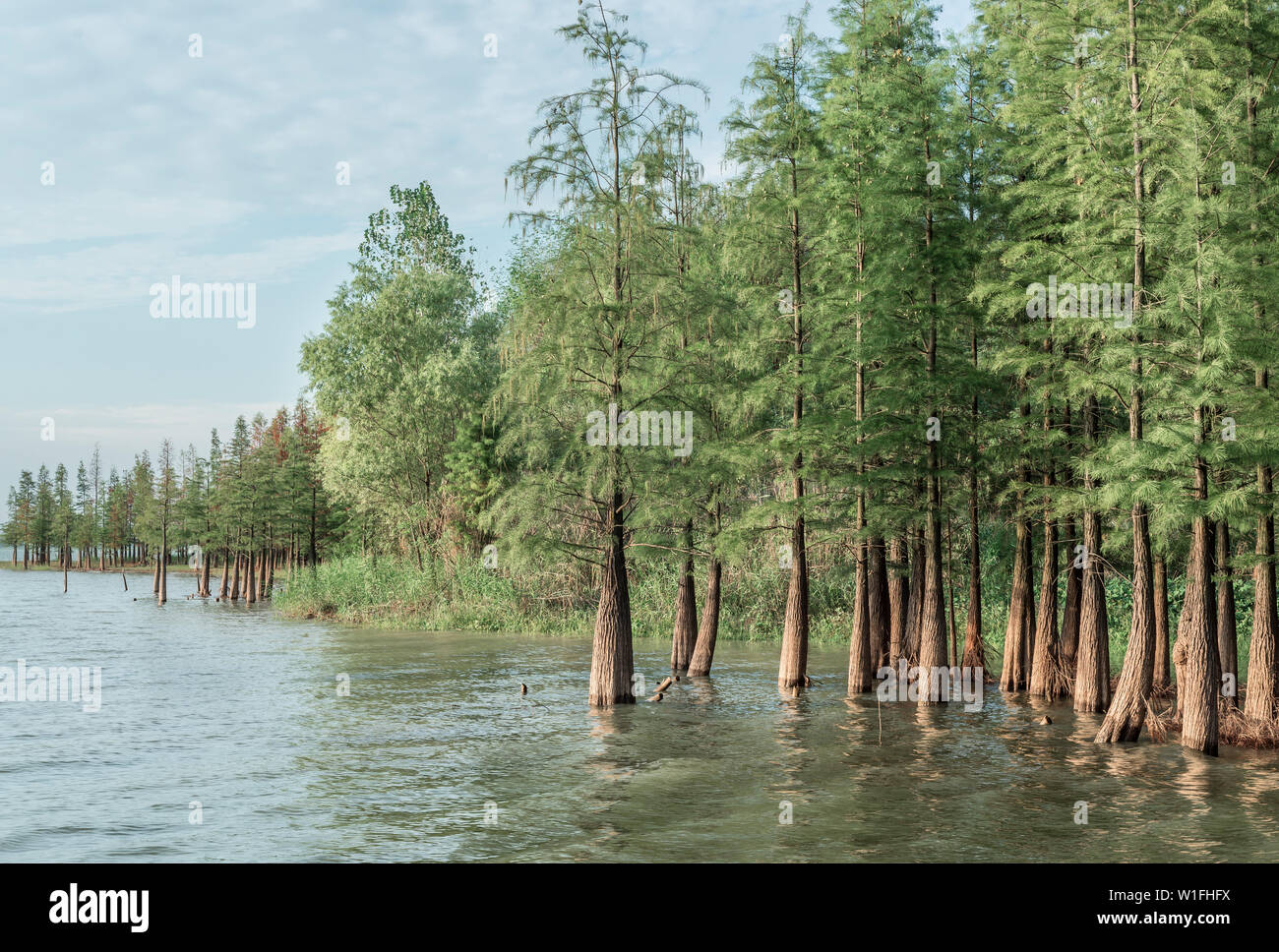Wood landscape hi-res stock photography and images - Alamy
